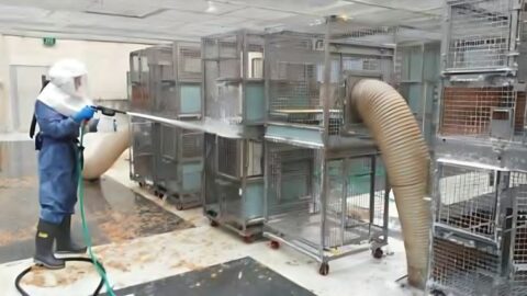 Serious monkey business. The animal cruelty in our midst. - Michael West